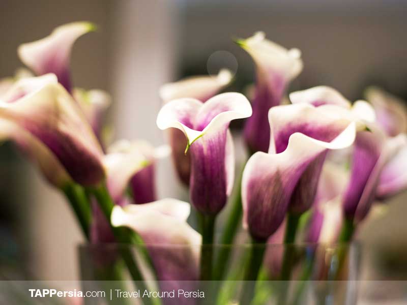 Iran Flowers Culture | Explore Iran | TAP Persia