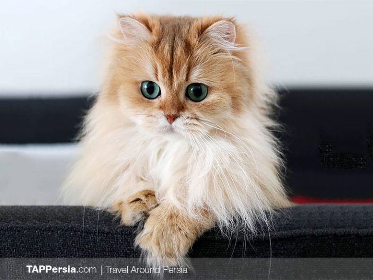 Persian Cat Museum in Tehran – A Museum for Cat Lovers – TAPPersia