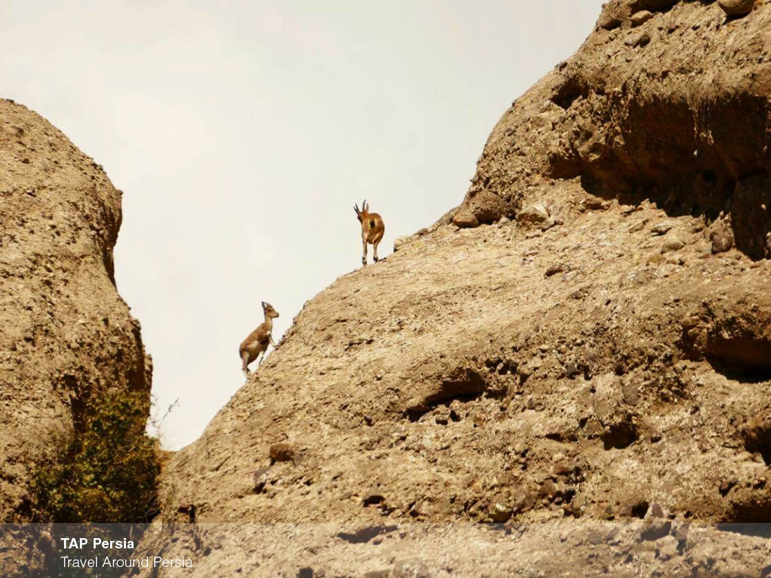 Iran wildlife tours | Budget trips in Iran by www.tappersia.com