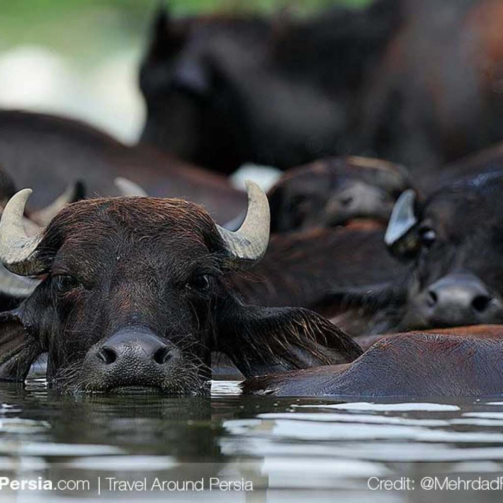 Anzali-Lagoon-Rasht-Nature-TAP-Persia | TAPPersia