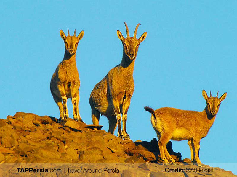 Kashan to Isfahan pick up | Kashan Tours | TAP Persia