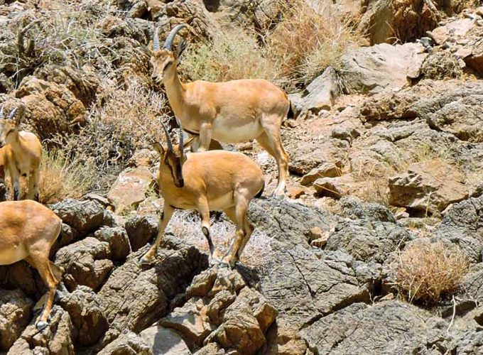 Iran Travel Agency | TAP Persia