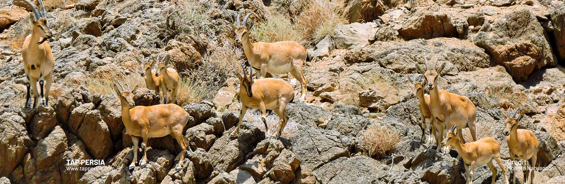 10 Days Wildlife Tour - Nature & Hiking | TAPPersia